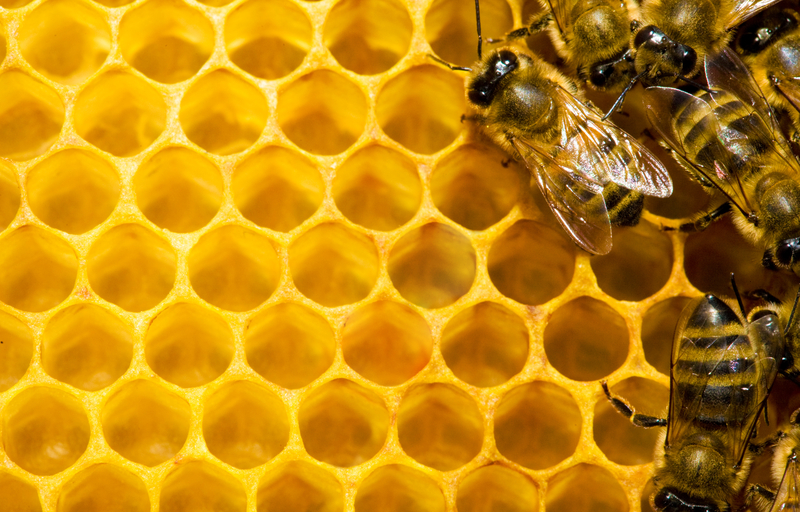 Suburban Bee Company
